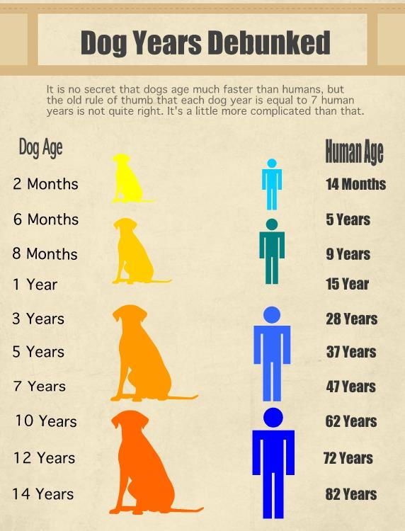 Pet Age Calculator How To Instructions Pet Age Calculator How To Instructions